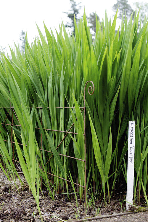 Plant Edging – Plant Belles