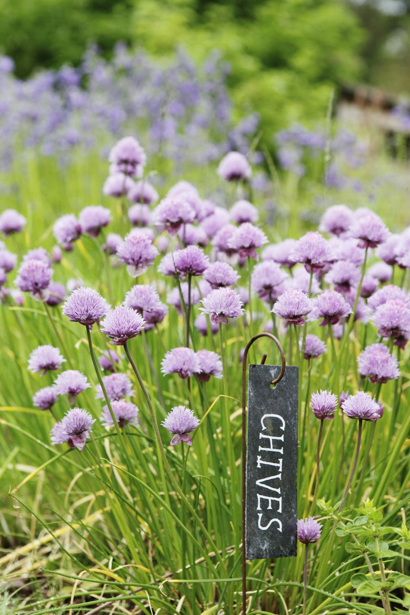 Slate Plant Labels - garden plant labels – Plant Belles